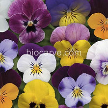 Pansy Matrix Series _Biocarve Seeds — Heartyculture Nursery