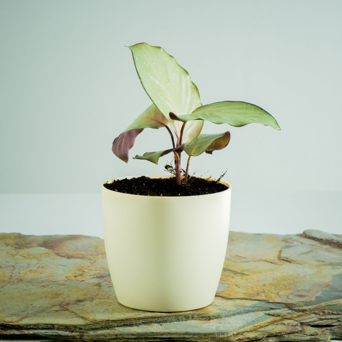 Furry Feather Rubibarba — Heartyculture Nursery